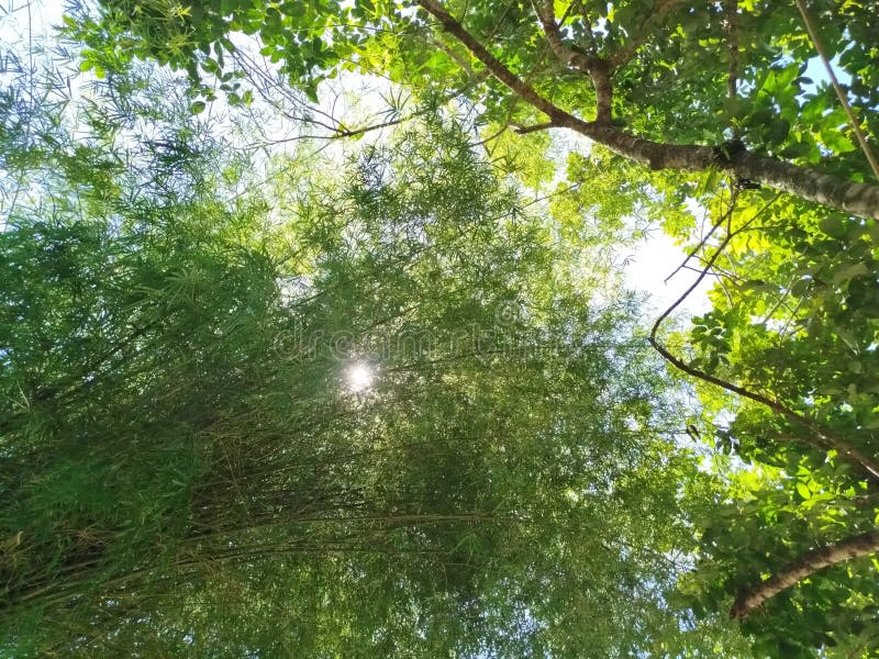 Tree, Green, Forrest, Sun, Day Stock Image - Image of forrest, tree ...