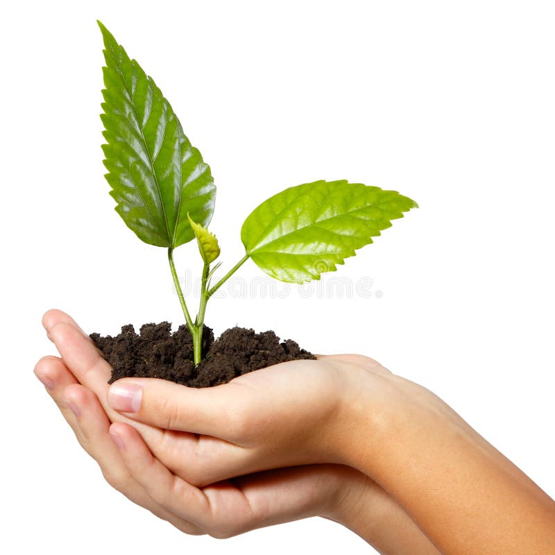 Tree in hands stock image. Image of life, develop, nature - 22245569
