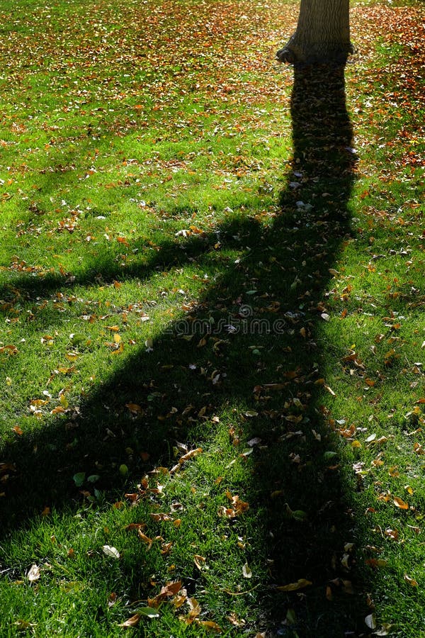 Tree on Green Grass Fall Leaves Shadow Lines Dark Stock Photo - Image ...