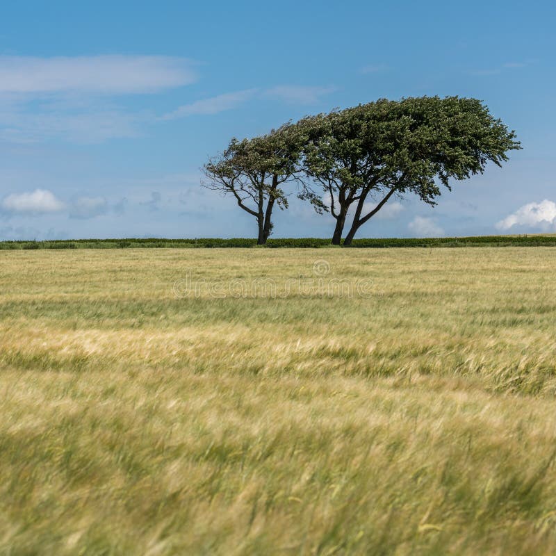 Tree in a green field stock photo. Image of meadow, tree - 99743058