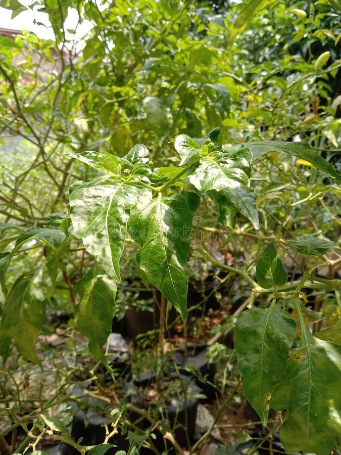 Tree green healthy woodlan stock photo. Image of produce - 201213256