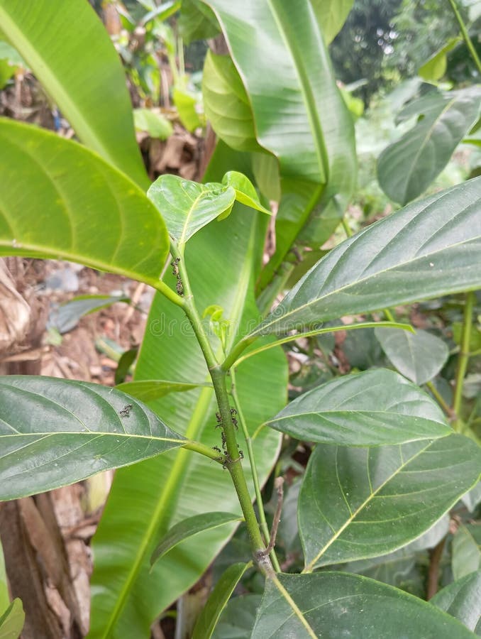 Tree Green in Jungle at Home Stock Image - Image of good, home: 320520701