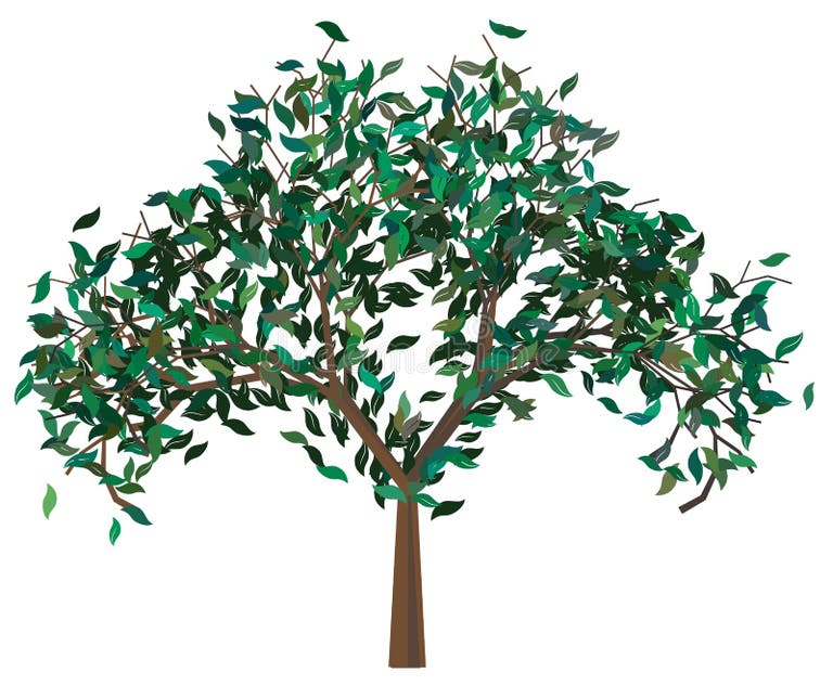 Tree with Green Leafage stock vector. Illustration of stylized - 57513265
