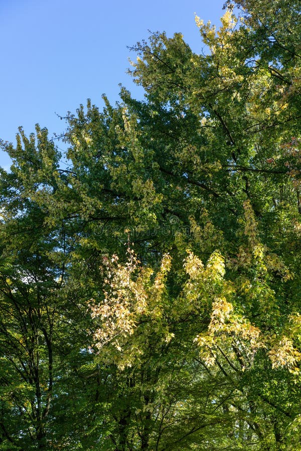 Tree with Green Leaves in Autumn Fall Season Stock Photo - Image of ...