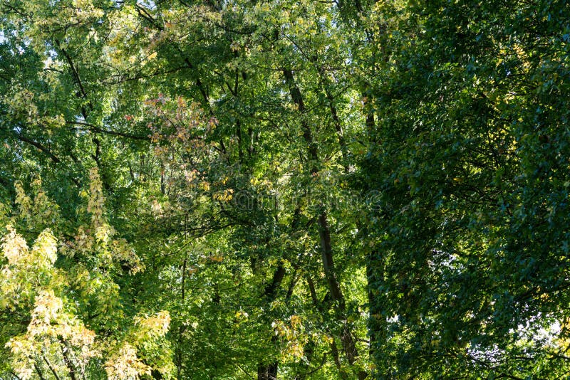 Tree with Green Leaves in Autumn Fall Season Stock Photo - Image of ...