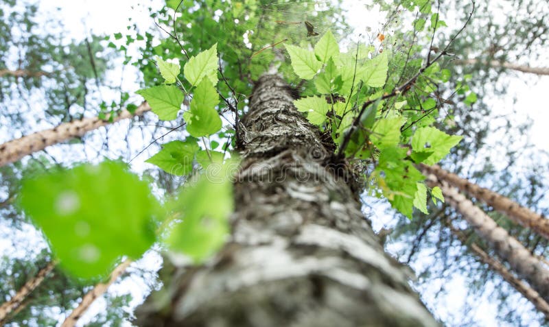 Tree with Green Leaves Bottom View Background Stock Image - Image of ...