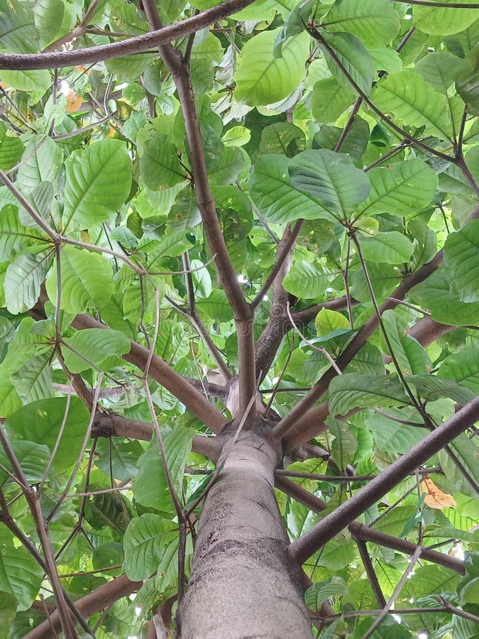 A Tree with Green Leaves and Brown Bark Stock Image - Image of bright ...