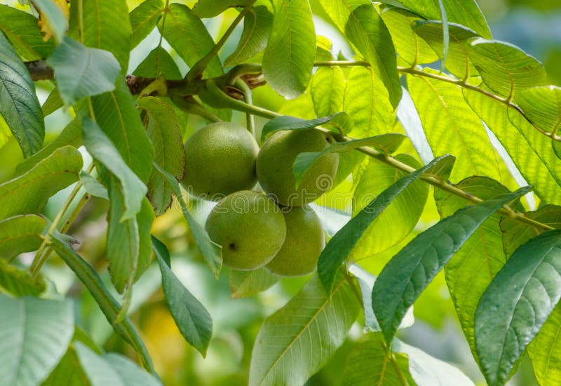 A Tree with Green Leaves and a Cluster of Green Nuts Hanging from it ...