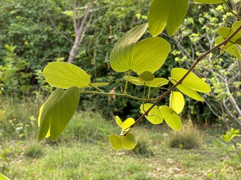 A Tree with Green Leaves is in a Field Stock Photo - Image of branch ...