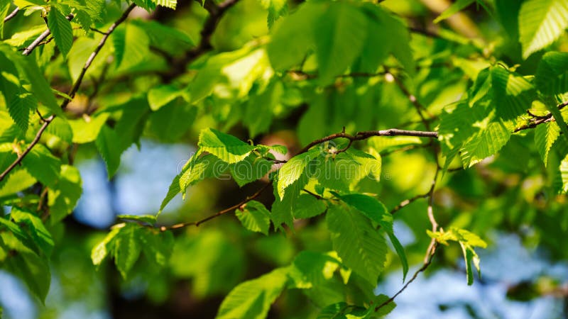A Tree with Green Leaves is in the Foreground Stock Photo - Image of ...