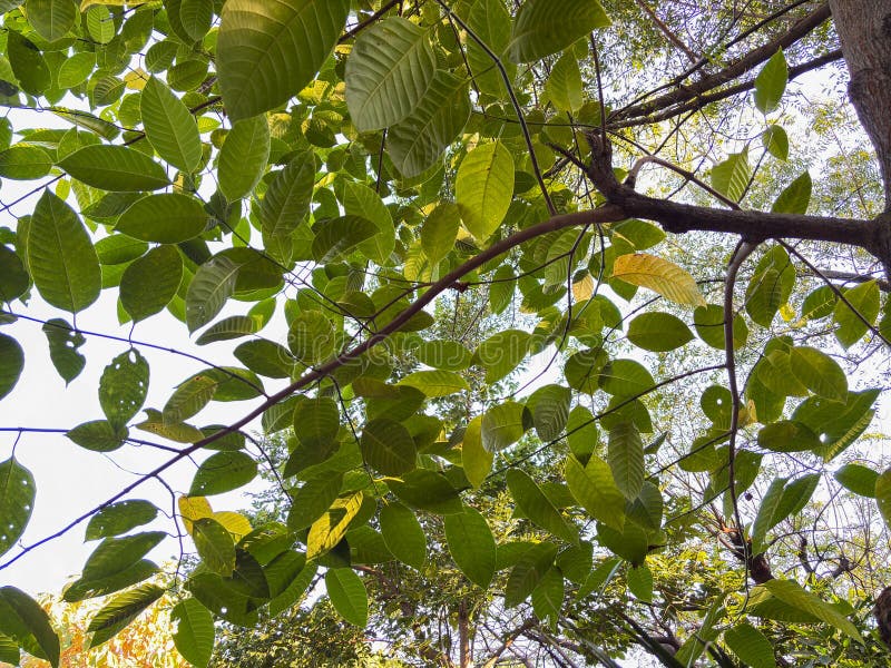 A Tree with Green Leaves is in the Foreground Stock Photo - Image of ...