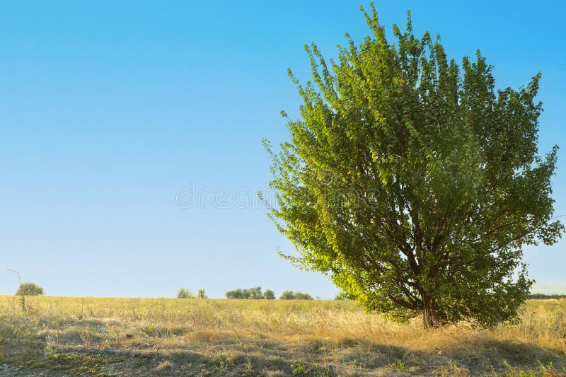 Tree with Green Leaves Growing in Field Stock Photo - Image of ecology ...