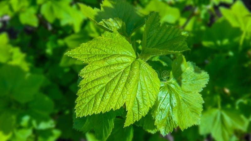 A Tree with Green Leaves High Photo Stock Photo - Image of tree ...