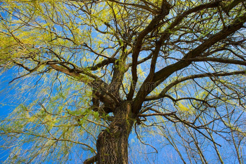 Tree with green leaves stock photo. Image of nature, natural - 39339740