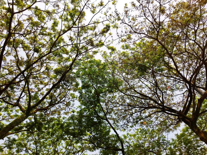 Tree with Green Leaves Seen from Below Stock Image - Image of tropical ...