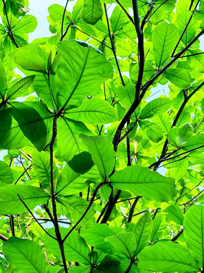 A Tree with Green Leaves is Shown in the Image Stock Photo - Image of ...
