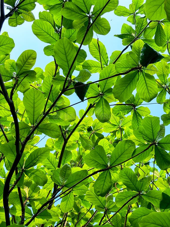 A Tree with Green Leaves is Shown in the Image Stock Image - Image of ...