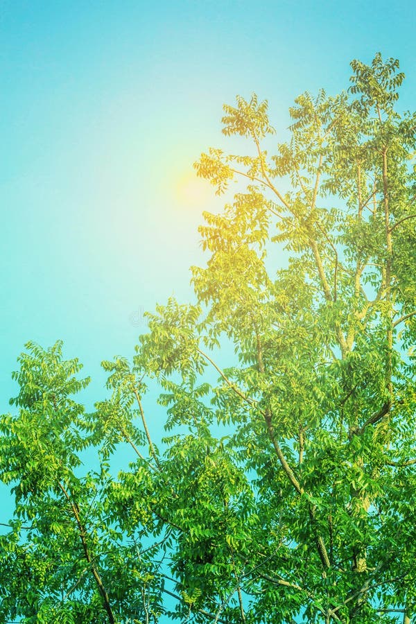 Tree with Green Leaves and Sky. Stock Image - Image of leaves, bright ...