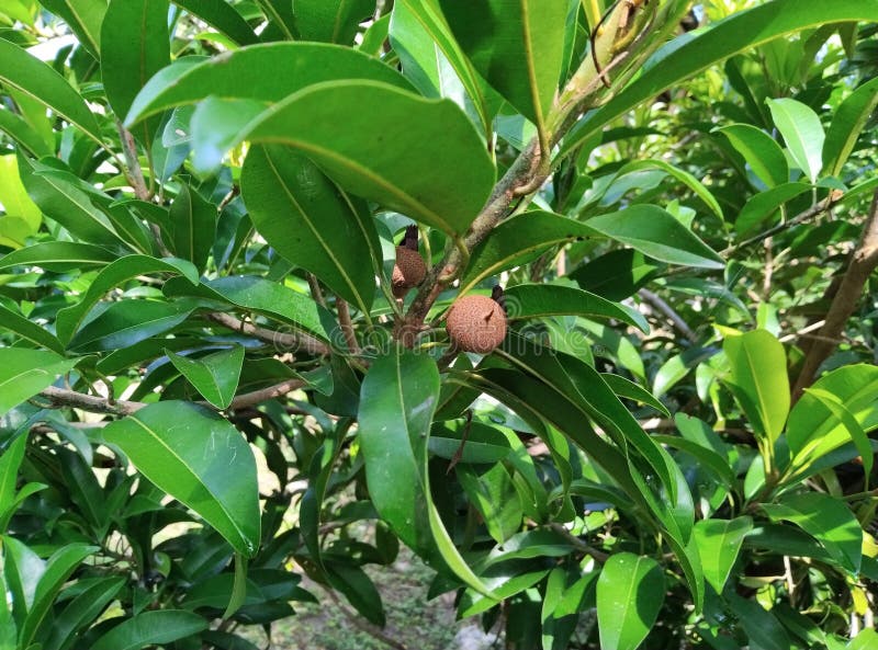 A Tree with Green Leaves and Small, Round Brown Fruits. Stock Image ...