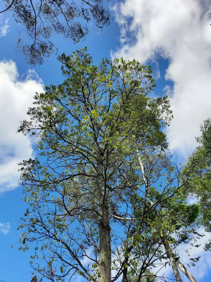 A Tree with Green Leaves Somewhere Moving in the Wind Stock Photo ...