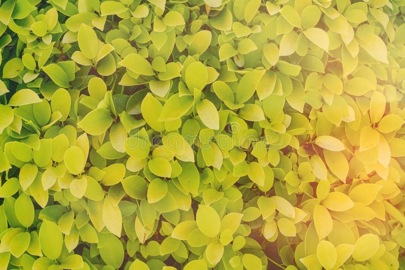 Tree Green Leaves, Texture. Background Tree Light Green Color Stock ...