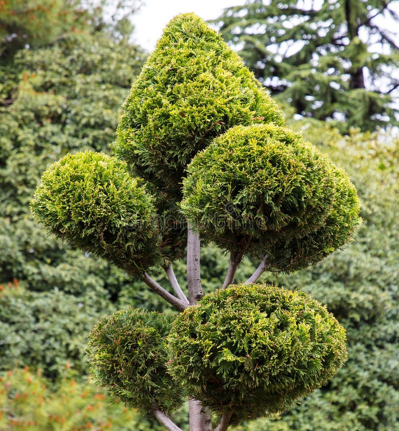Pyramid Shaped Small Evergreen Trees Stock Photos - Free & Royalty-Free ...