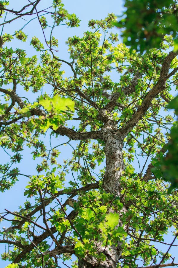 Tree with green leaves stock image. Image of blue, evergreen - 184616059