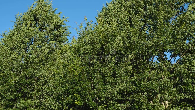 A Tree with Green Leaves in the Wind. Background of Nature. Tree Leaves ...