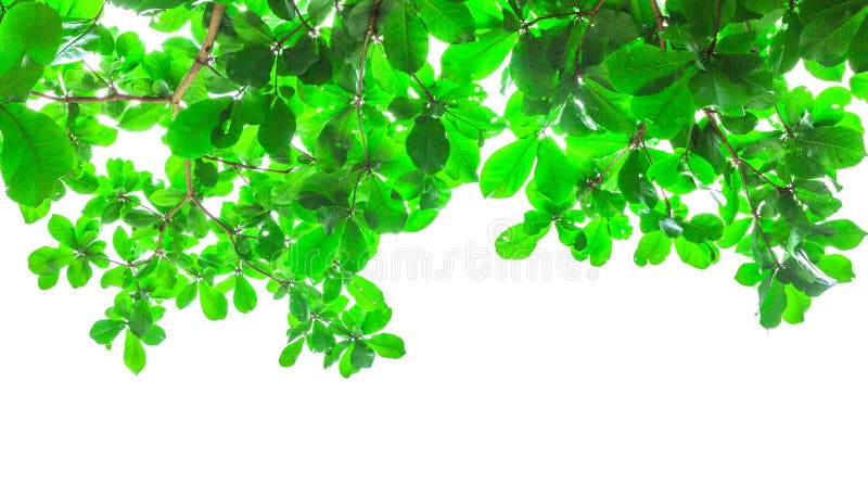 Tree Leaves for Background Image. Stock Photo - Image of spring, twig ...