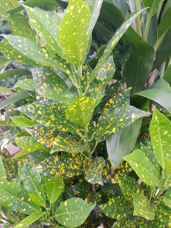 A Tree with Green Leaves with a Yellow Dotted Motif Stock Photo - Image ...