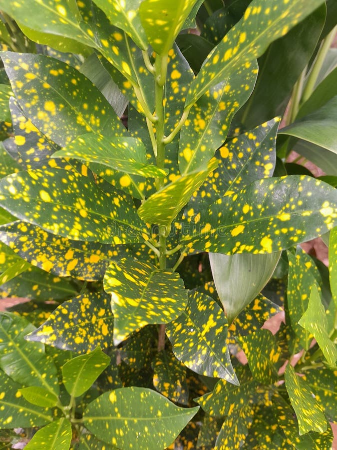 A Tree with Green Leaves with a Yellow Dotted Motif Stock Image - Image ...