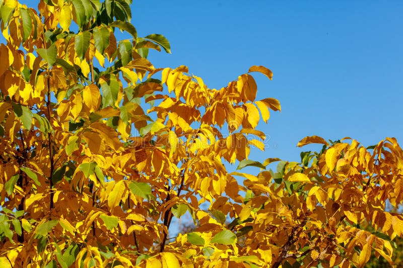 A Tree with Green Leaves and Yellow Leaves Stock Photo - Image of ...