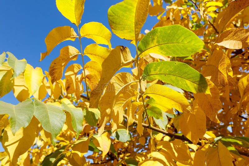 A Tree with Green Leaves and Yellow Leaves Stock Photo - Image of ...