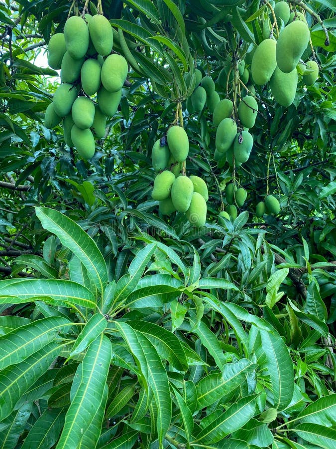 Green Mangoes Wallpaper Green Mango Images – Browse 337,125 Stock