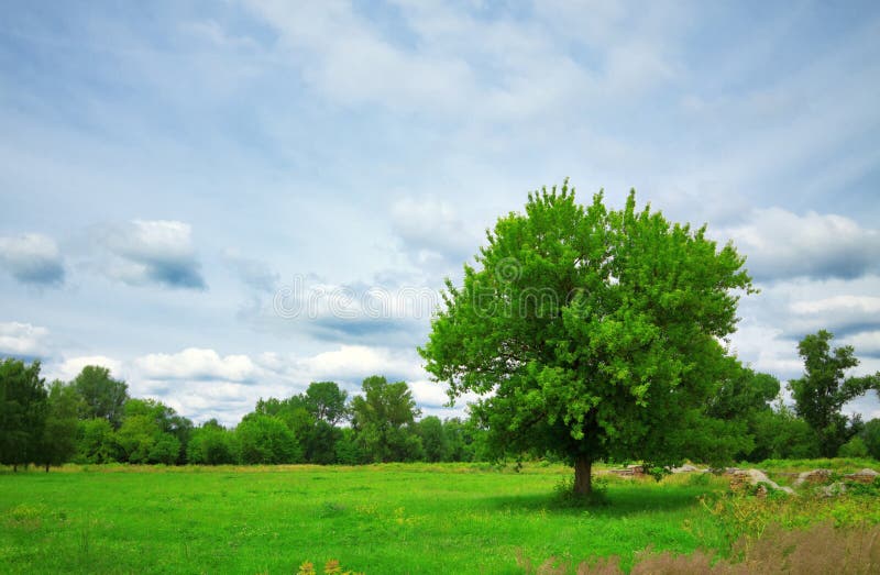 Tree on green meadow stock image. Image of silhouette - 15537787