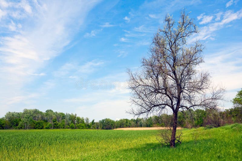 Tree on green meadow stock image. Image of meadow, nature - 20390447