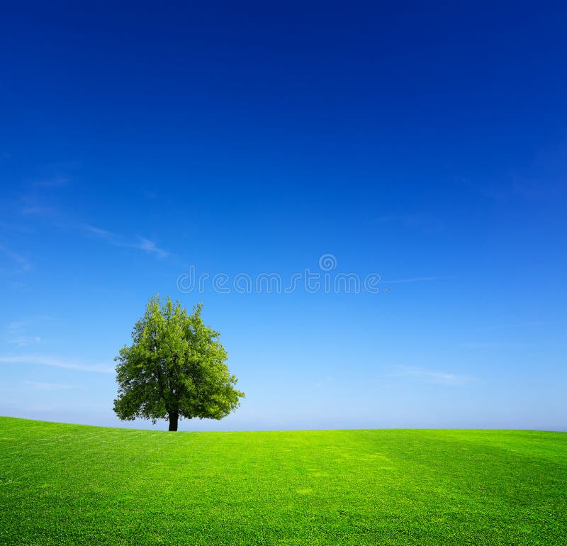 Tree on green field stock image. Image of green, forest - 12131991