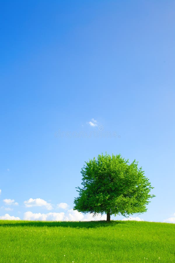 Spring trees stock photo. Image of summer, line, spring - 9050770