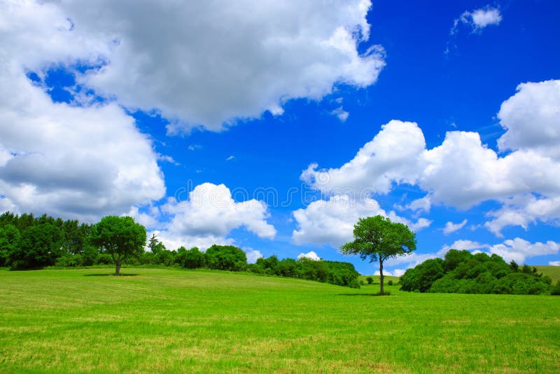 Tree on a Green Meadow and Blue Sky. Stock Photo - Image of nature ...