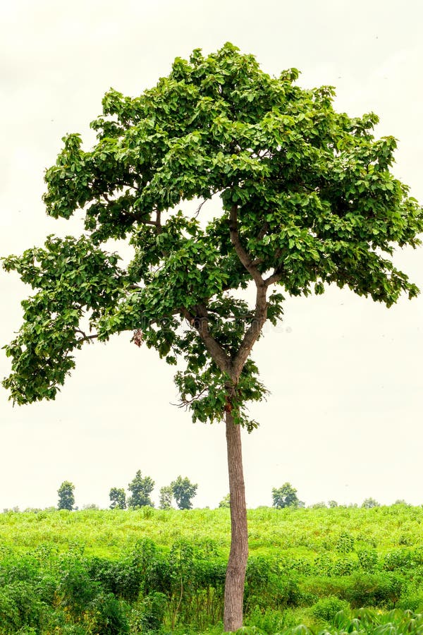 Tree on Green Meadow and Clear Sky Stock Image - Image of pasture ...