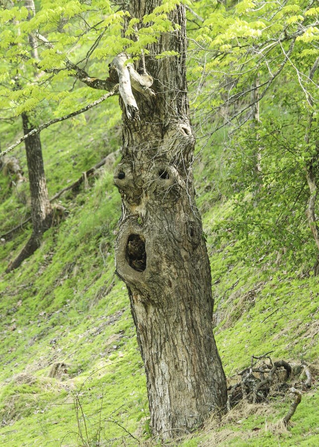 Tree Face stock image. Image of trunk, tear, leaf, weird - 153961