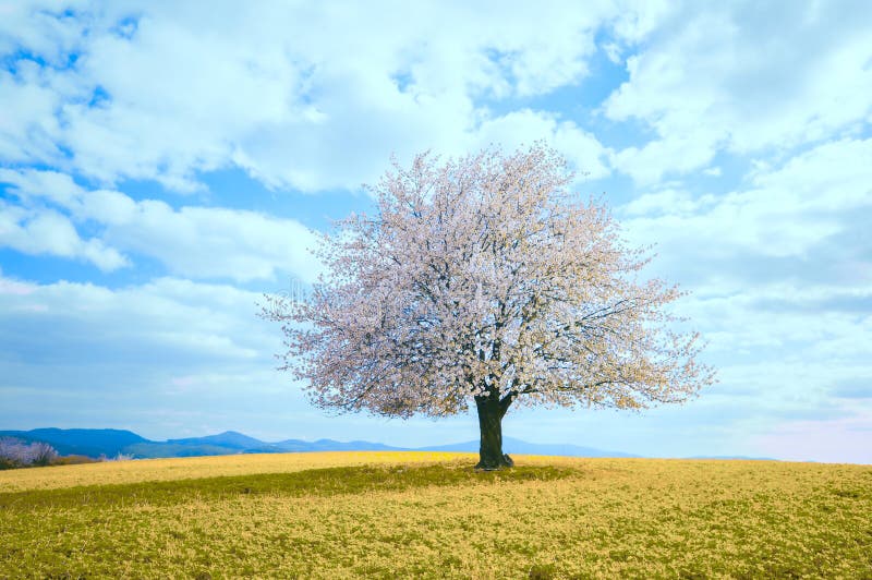 Single Cherry Tree on Meadow Stock Photo - Image of pink, cucumber ...