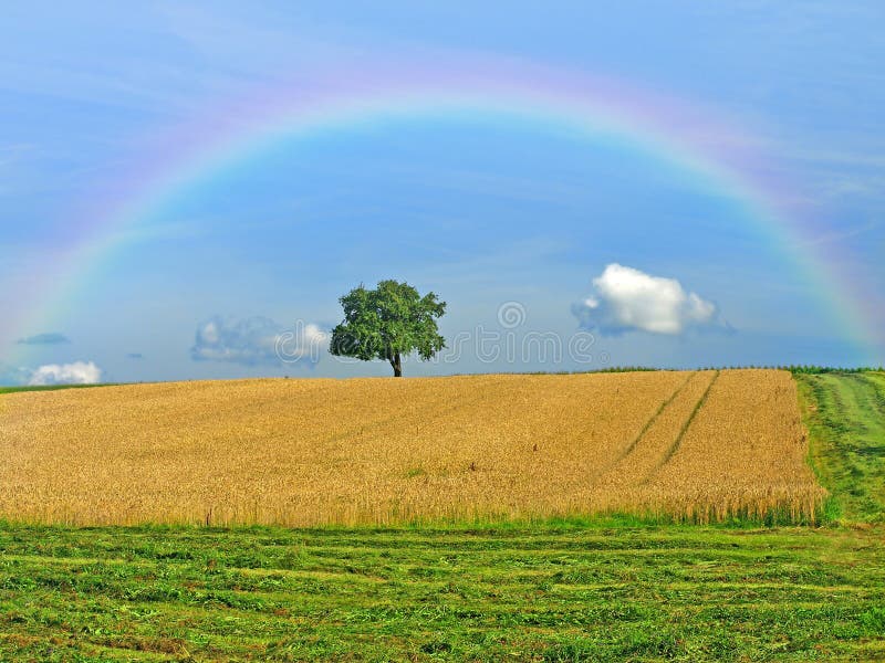 Meadow with rainbow stock photo. Image of copy, colorful - 14229260