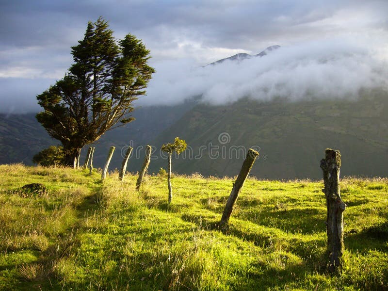 Plant of the Andes Known As Huacatay Stock Photo - Image of mint ...
