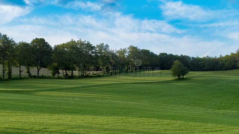 Tree on a green meadow stock photo. Image of lonely - 120617358