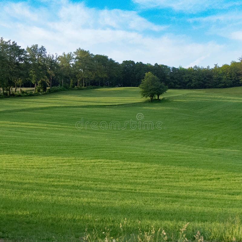 Tree on a green meadow stock image. Image of landscape - 120617515