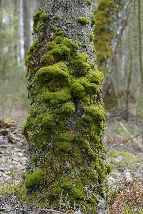 Tree with Green Moss and Lichen. Trees on Background Stock Image ...