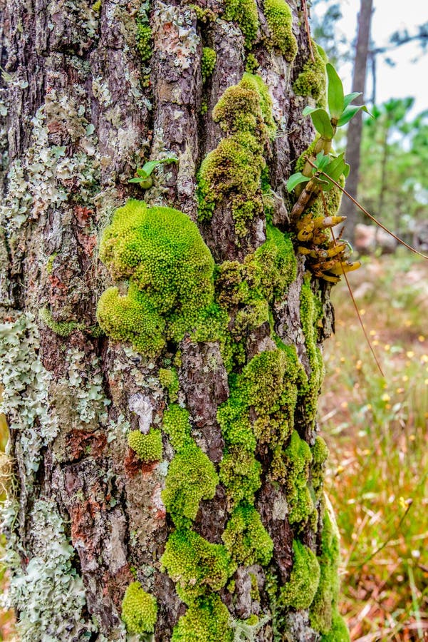Tree with green moss stock image. Image of dawn, forest - 78852675