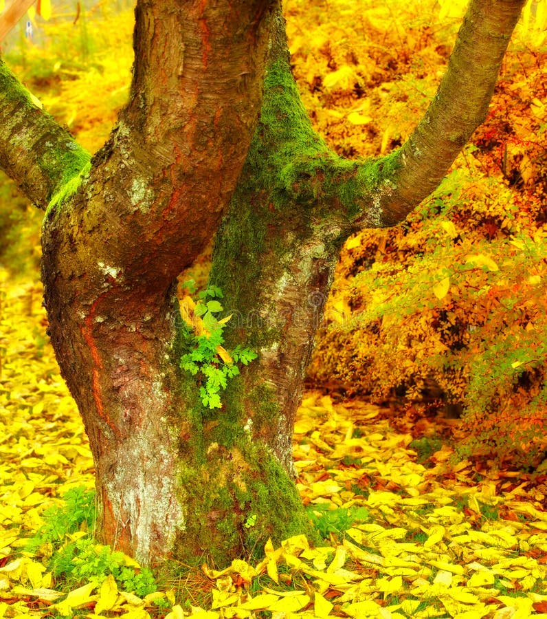 Tree, Green and Nature with Forest for Environment Exploration with ...