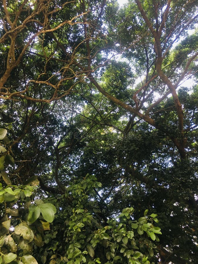 Tree green stock image. Image of tree, green, vibes - 267616983